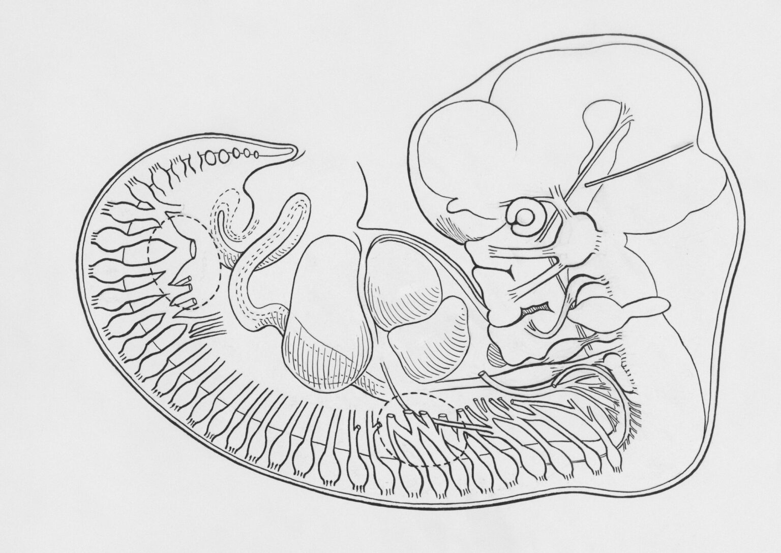 Neural Tube Defects: Causes, Risks, Prevention, and Management - Soflay iNC